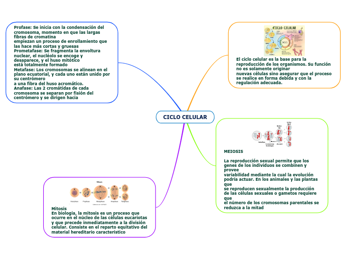 CICLO CELULAR - Mind Map